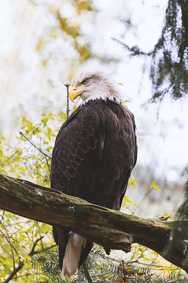 Birding Field Trip: Hadley Dikes & Connecticut River - Amherst Now
