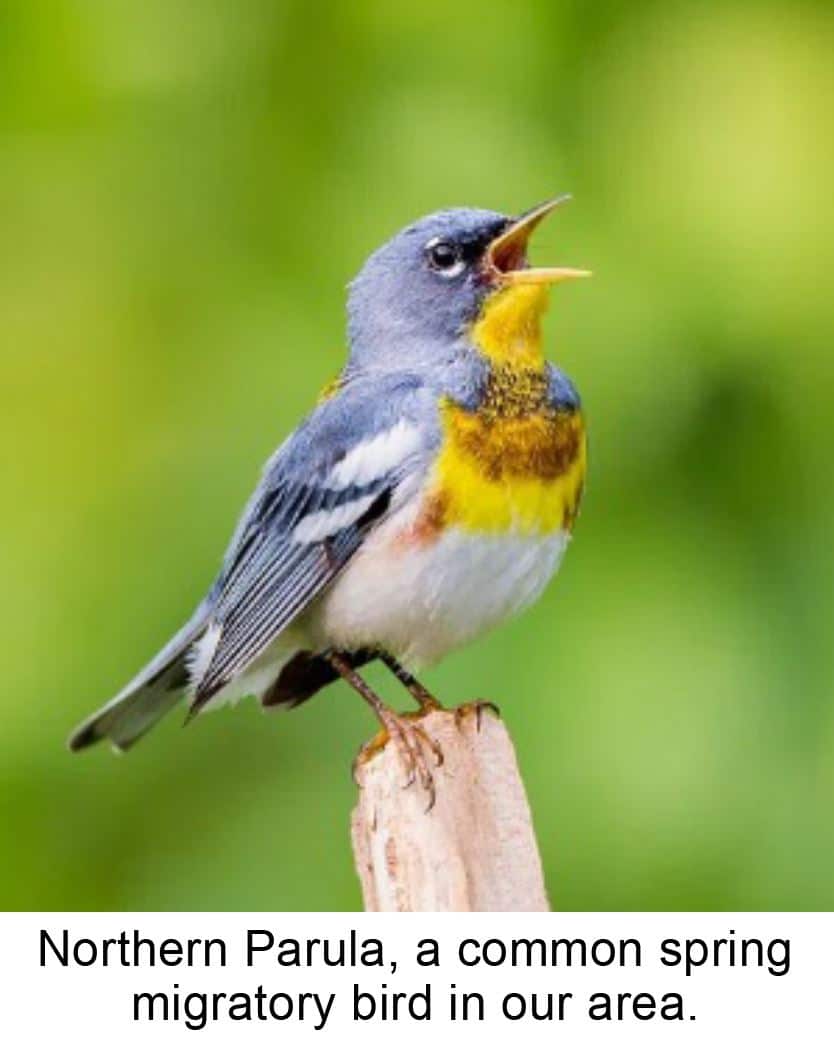Guided Bird Walk with Ornithologist Bill DeLuca in South Hadley ...